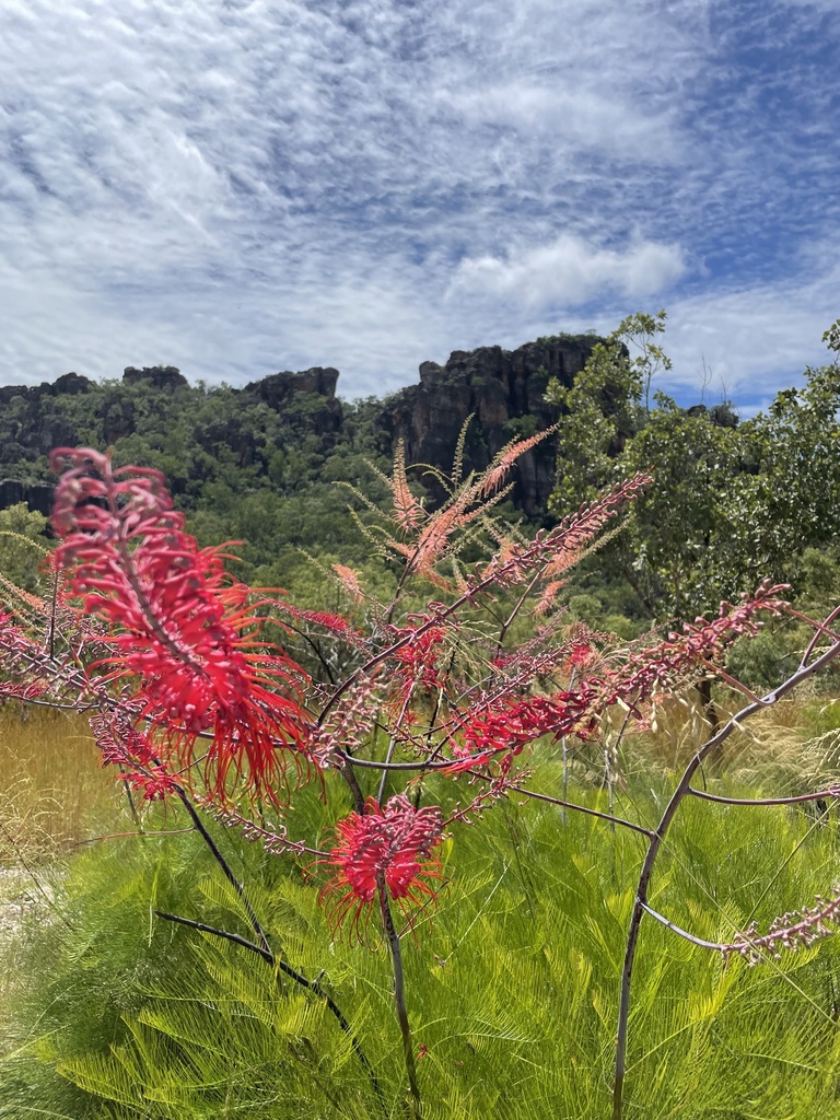 dryander's grevillea from Kakadu National Park, Kakadu, NT, AU on April ...