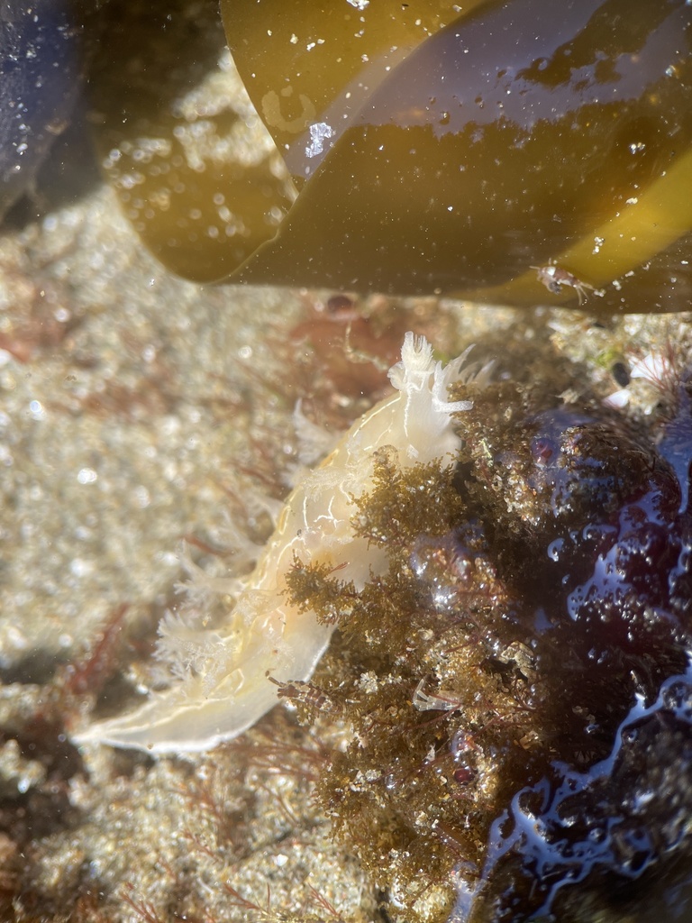 Festive Tritonid from North Pacific Ocean, OR, US on May 9, 2024 at 08: ...