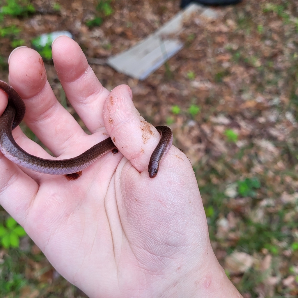Eastern Worm Snake in May 2024 by Danica · iNaturalist