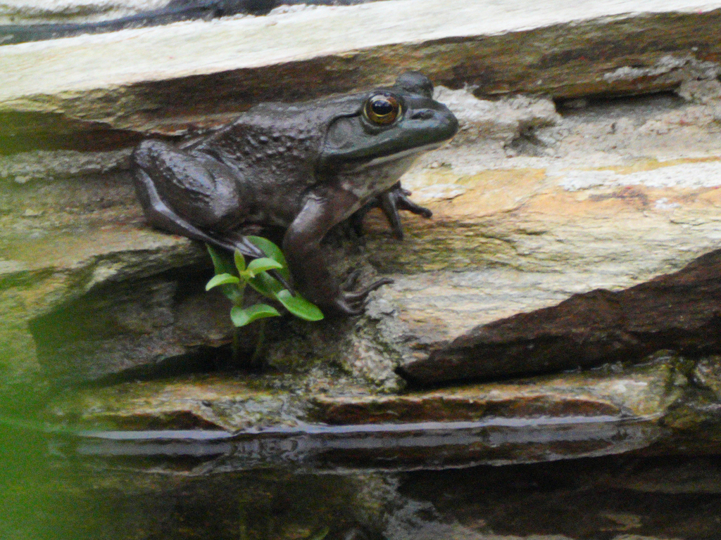 American Bullfrog from EJ Wild Life Garden, Raleigh, NC, USA on April ...
