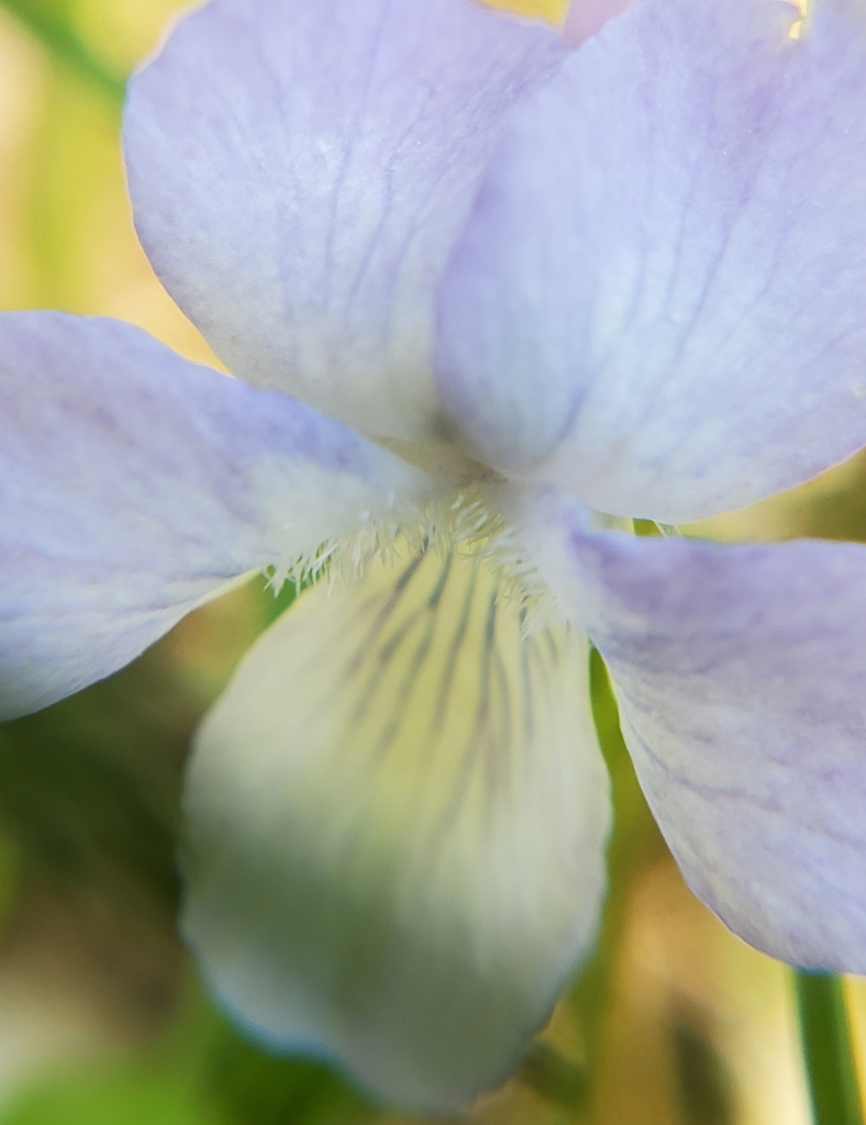 Labrador violet from East Bethel, MN 55092, USA on May 3, 2024 at 12:51 ...