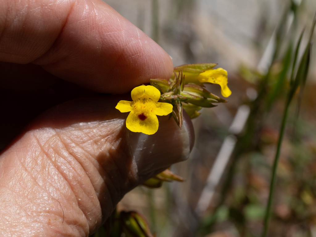 shy monkeyflower from San Diego County, CA, USA on May 7, 2024 at 11:35 ...