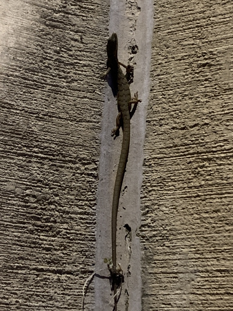 Southern Alligator Lizard from UC San Diego, San Diego, CA, US on May 7 ...