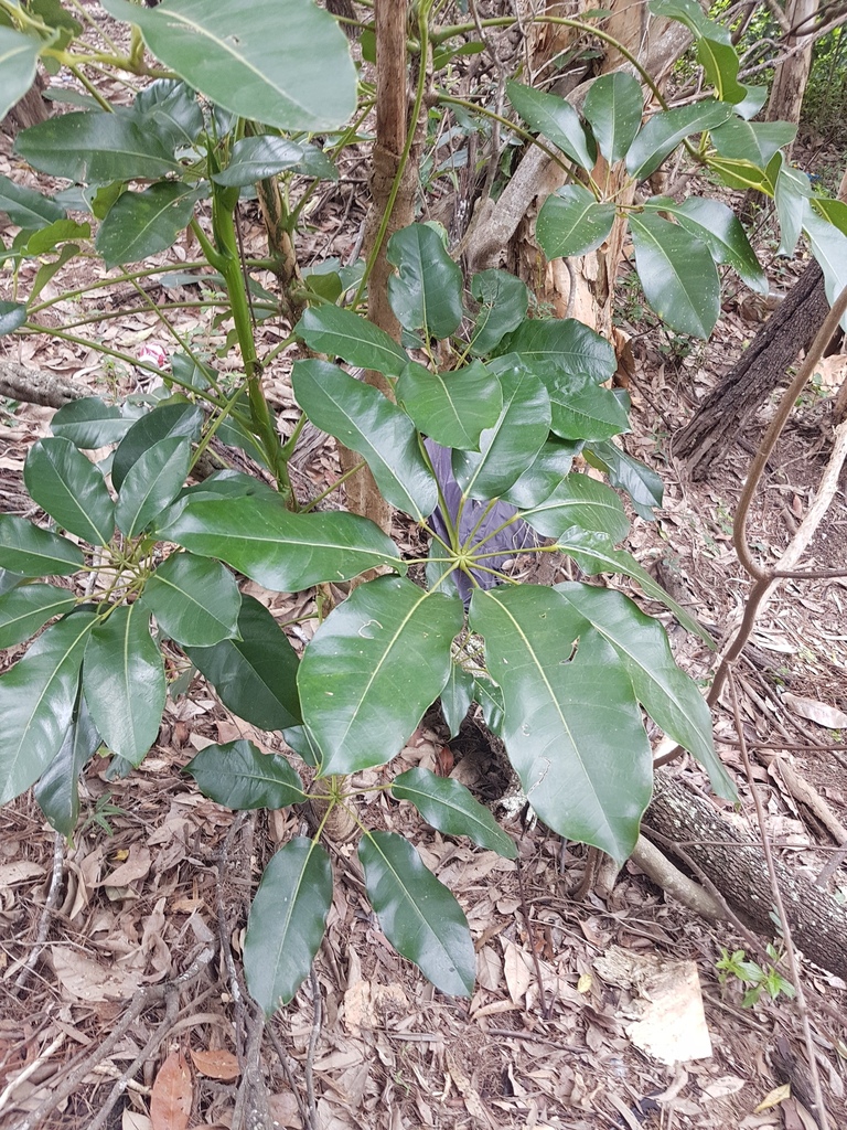 Australian Umbrella Tree in March 2018 by PeterCopping · iNaturalist