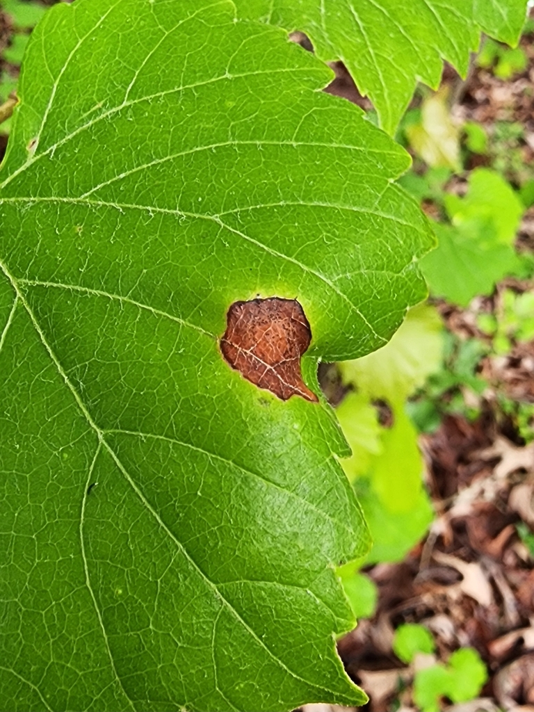Black Rot from Elgin, SC, USA on May 9, 2024 at 05:25 PM by blakewxb ...