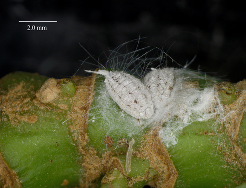 Striped mealybug (Ferrisia malvastra)