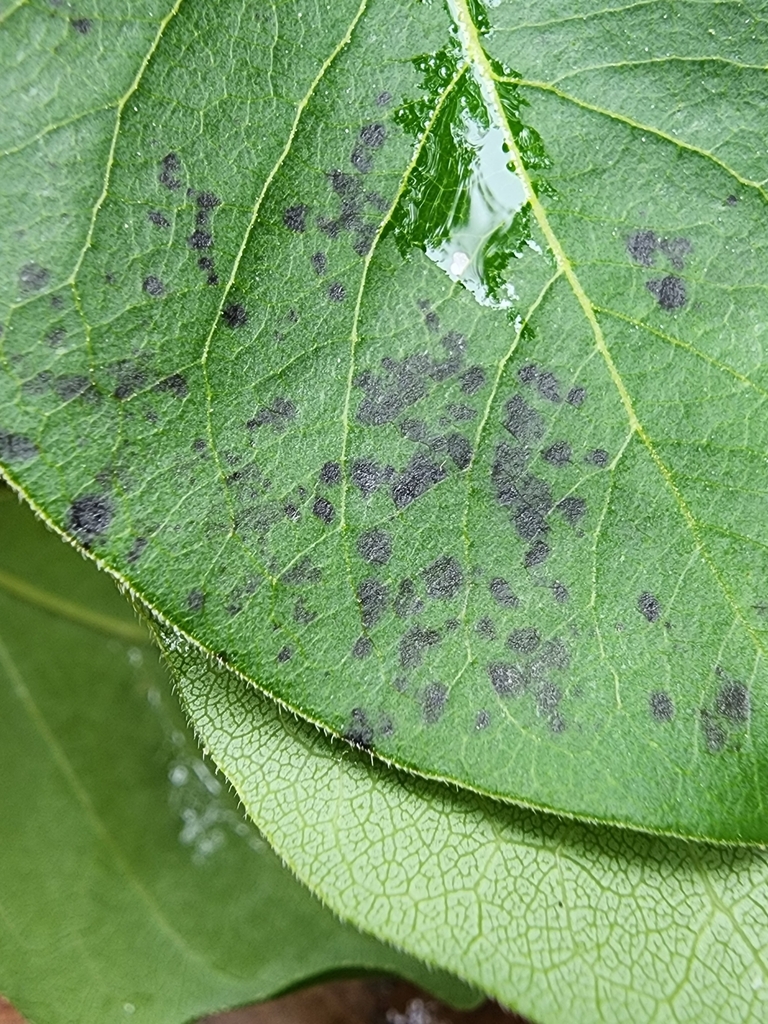 Pseudocercospora diospyricola from Elgin, SC, USA on May 9, 2024 at 05: ...