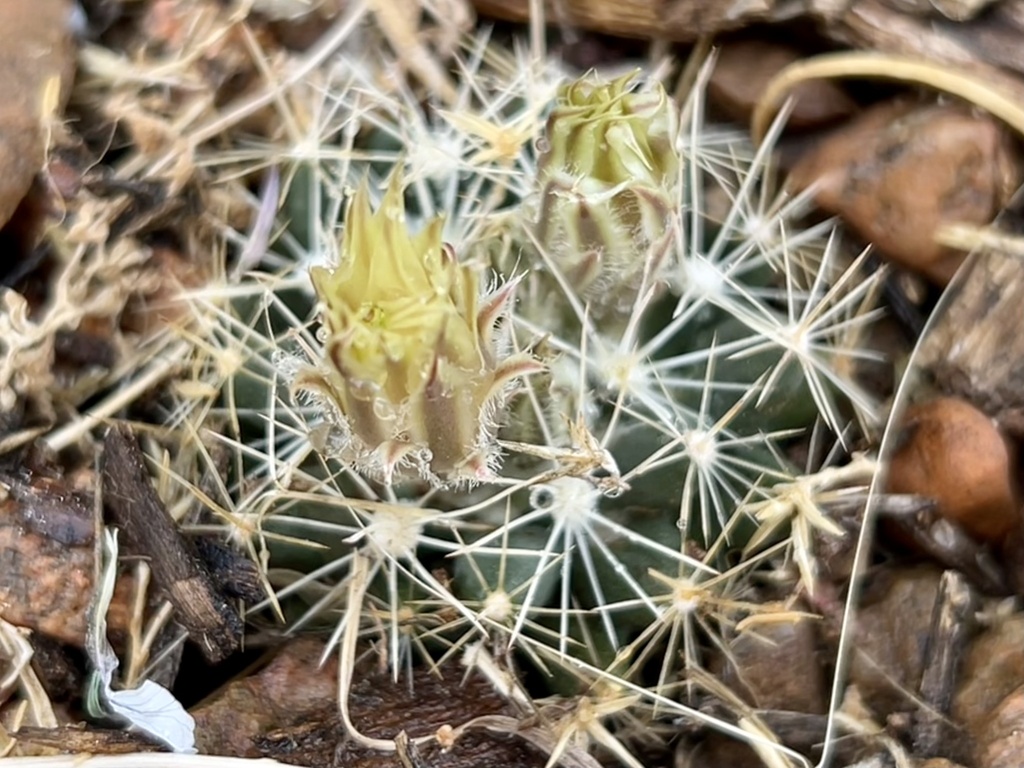 Missouri Foxtail Cactus in May 2024 by Elliott Gordon. First flower ...