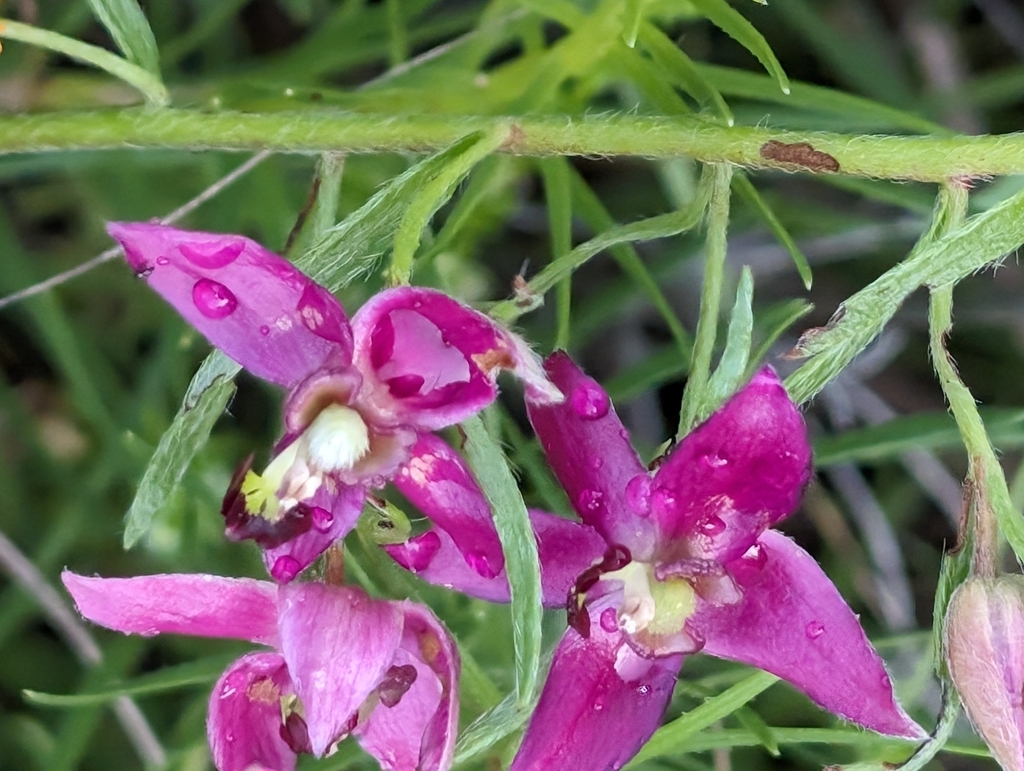 Trailing Rhatany from Brazos Bend, TX 76048, USA on May 9, 2024 at 07: ...