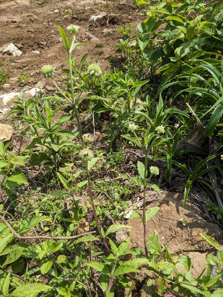 Hyptis rhomboidea from 951台灣台東縣綠島鄉公舘村 on May 1, 2024 at 10:08 AM by ...