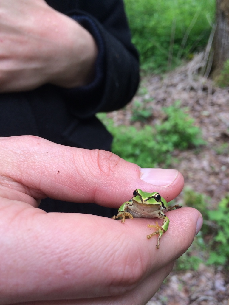Northern Pacific Tree Frog from Multnomah County, US-OR, US on April 23 ...