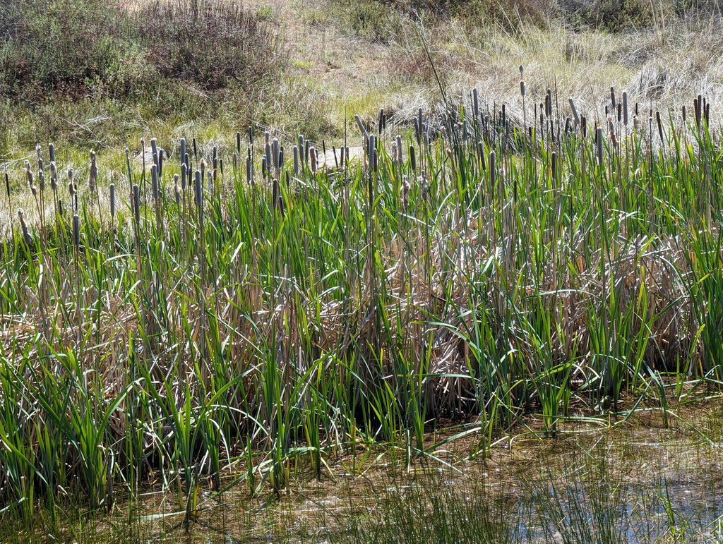 Cattails from San Diego County, CA, USA on May 7, 2024 at 11:40 AM by ...