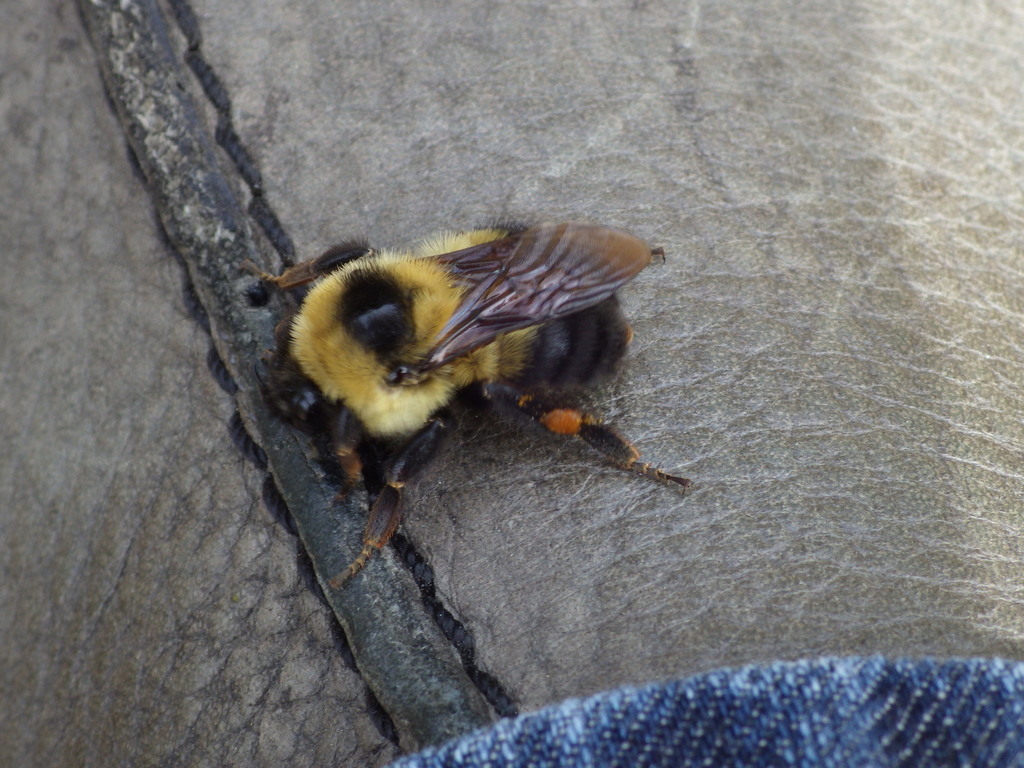 Red-belted Bumble Bee from Washington, United States on May 20, 2016 at ...