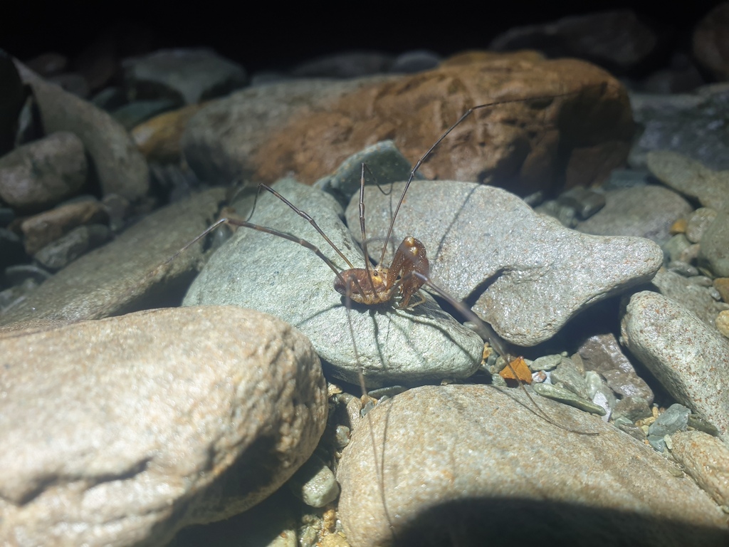 Forsteropsalis fabulosa from Jackson Bay 7886, New Zealand on May 7 ...
