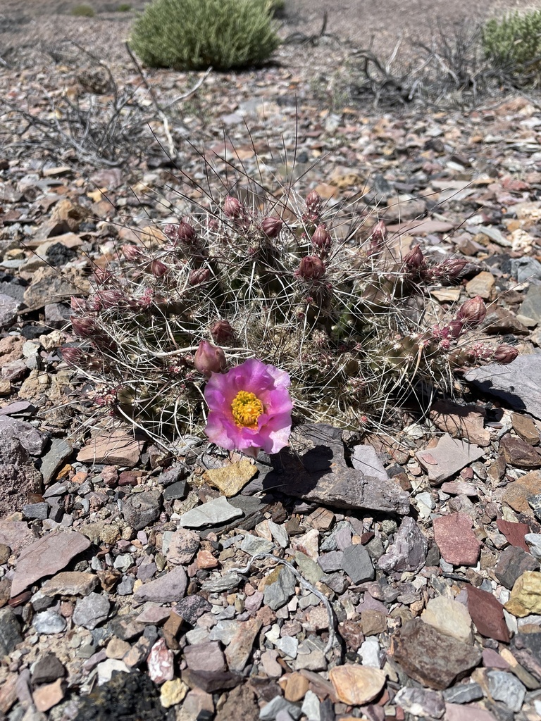 Sagebrush Cholla from Goldfield, NV, US on May 9, 2024 at 01:49 PM by ...