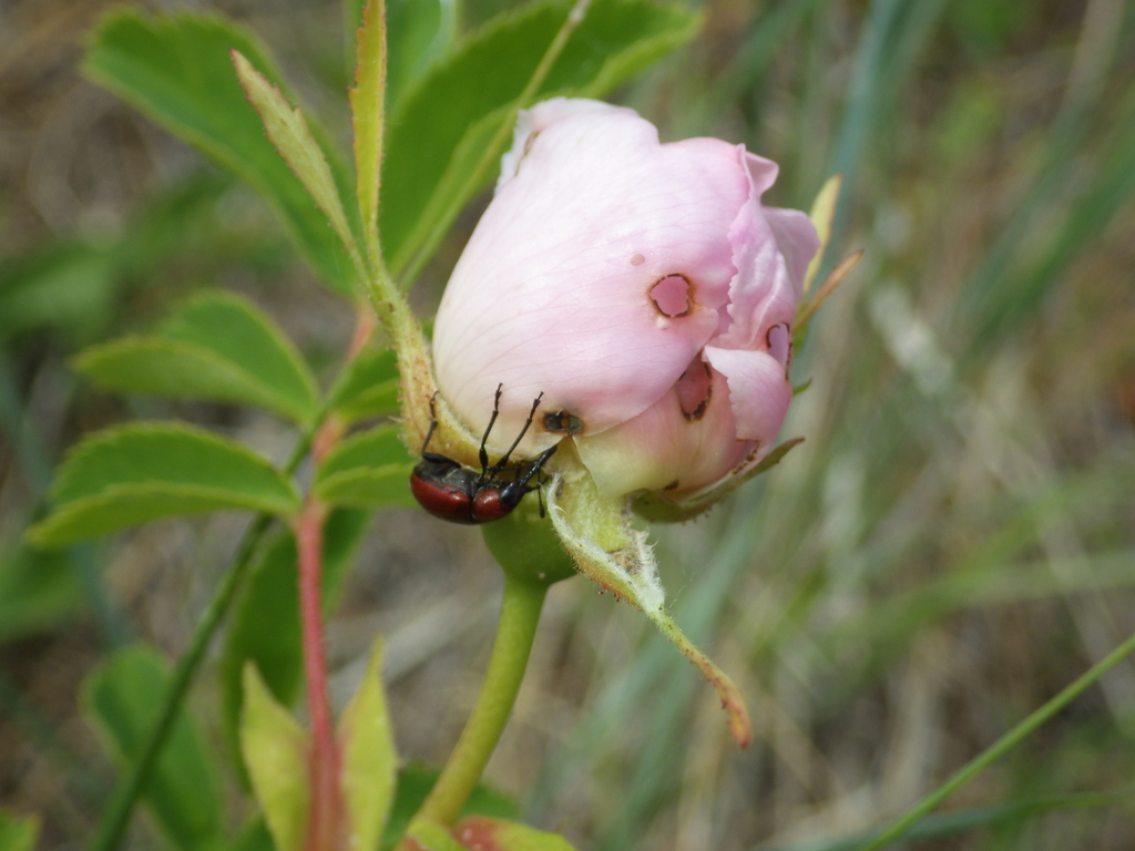 Rose Weevils from Washington, United States on May 20, 2016 at 10:50 AM ...