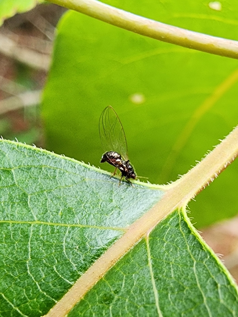 Persimmon Psyllid from Elgin, SC, USA on May 09, 2024 at 05:31 PM by ...