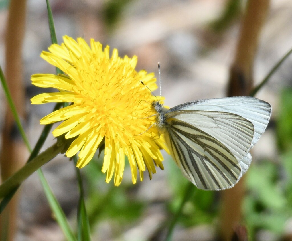Mustard White from Peterborough County, ON, Canada on May 6, 2024 at 11 ...