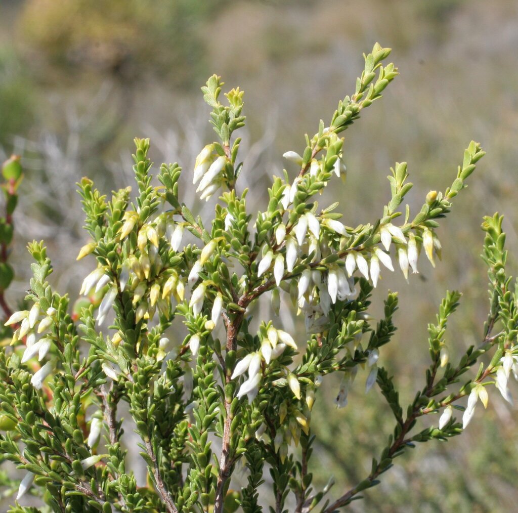 Broom Beard-heath from Condingup WA 6450, Australia on April 1, 2007 by ...