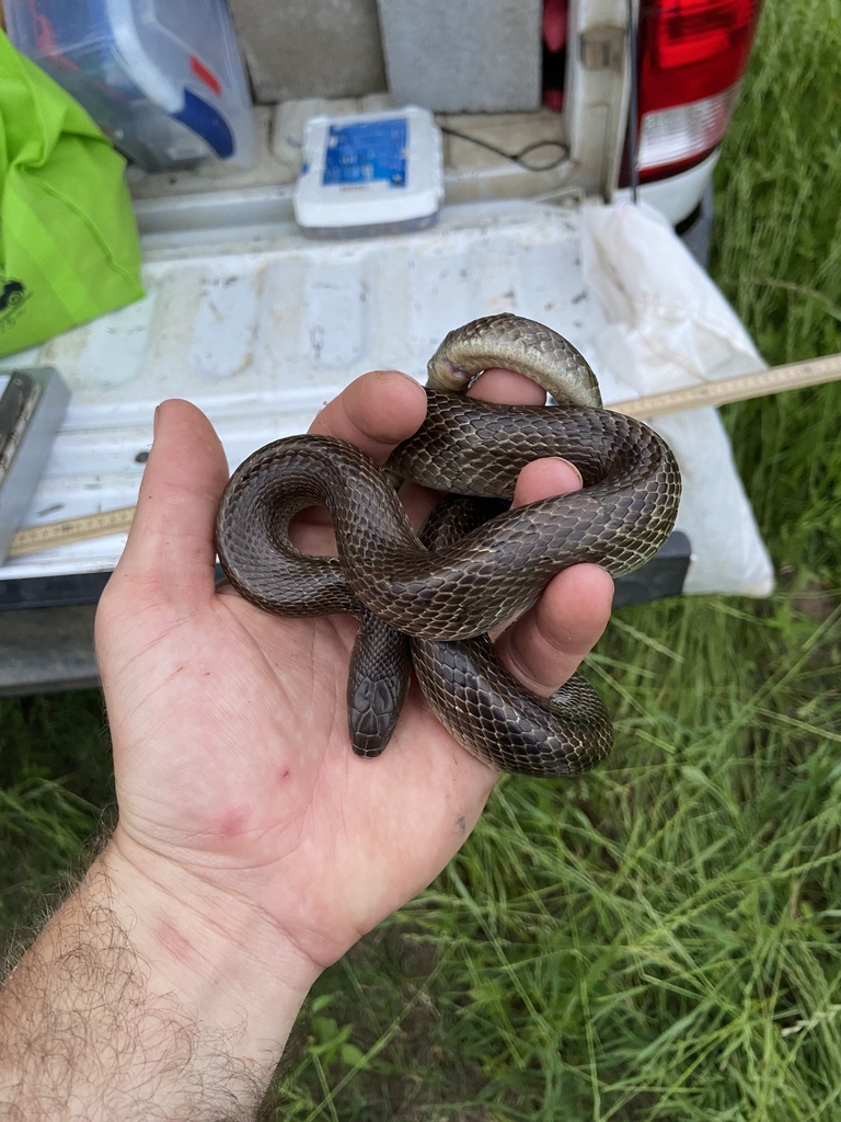 Prairie Kingsnake in May 2024 by ethanroyal · iNaturalist