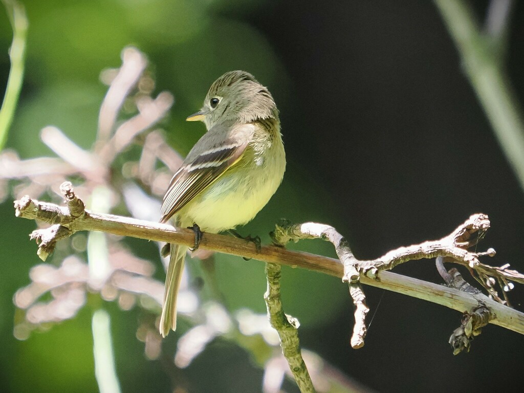 Western Flycatcher from Los Angeles County, CA, USA on May 9, 2024 at ...