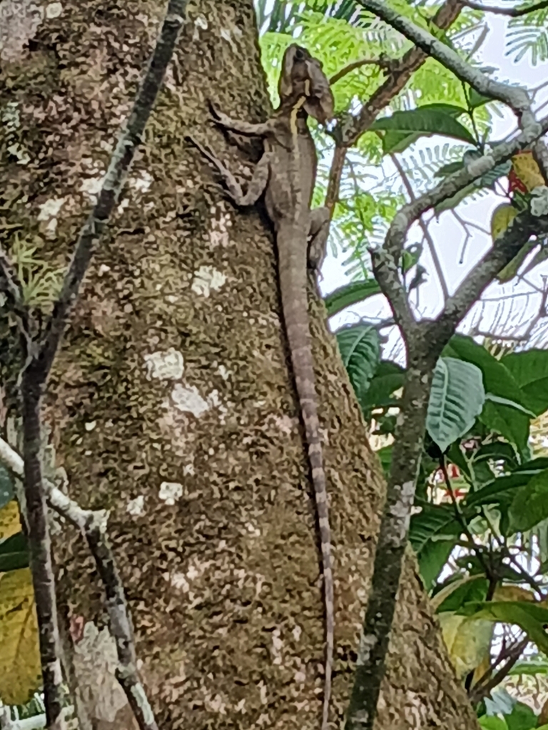 Brown Basilisk from WXRJ+87, EL JARAL, Cortés, Honduras on May 9, 2024 ...