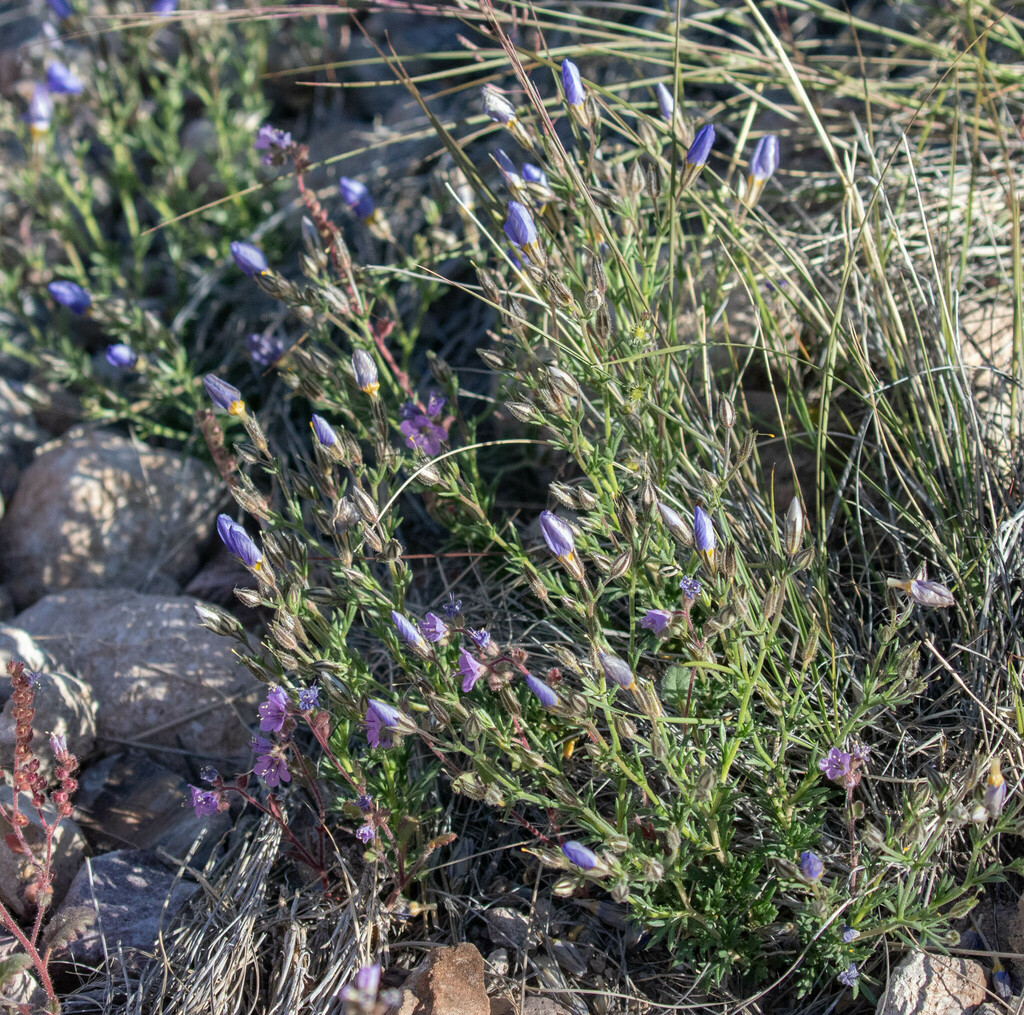 Bluebowls from Cochise County, AZ, USA on April 29, 2024 at 07:03 AM by ...