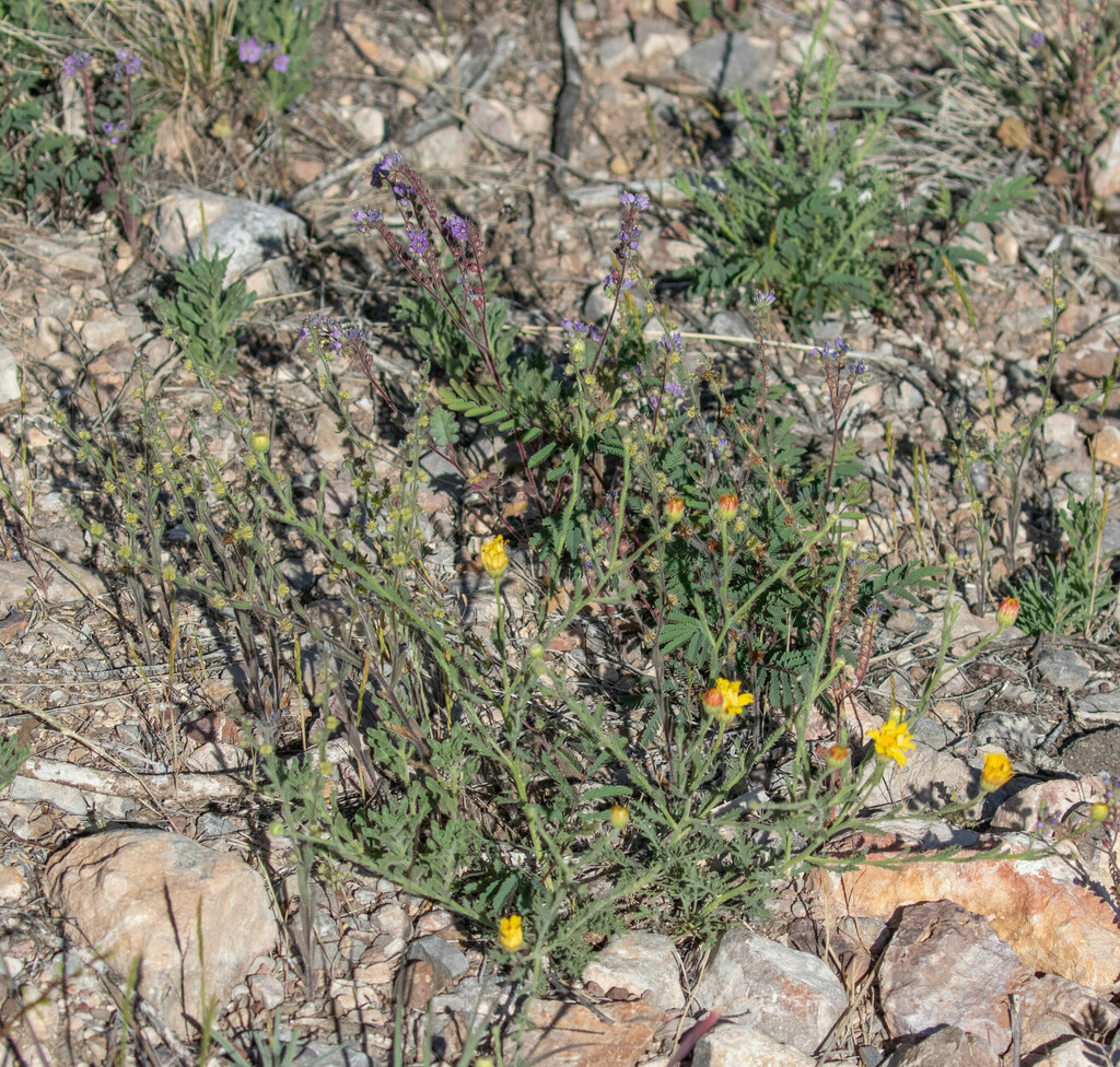 Xanthisma from Cochise County, AZ, USA on April 29, 2024 at 07:04 AM by ...