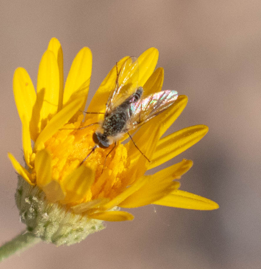 Bee Flies from Cochise County, AZ, USA on April 29, 2024 at 07:08 AM by ...
