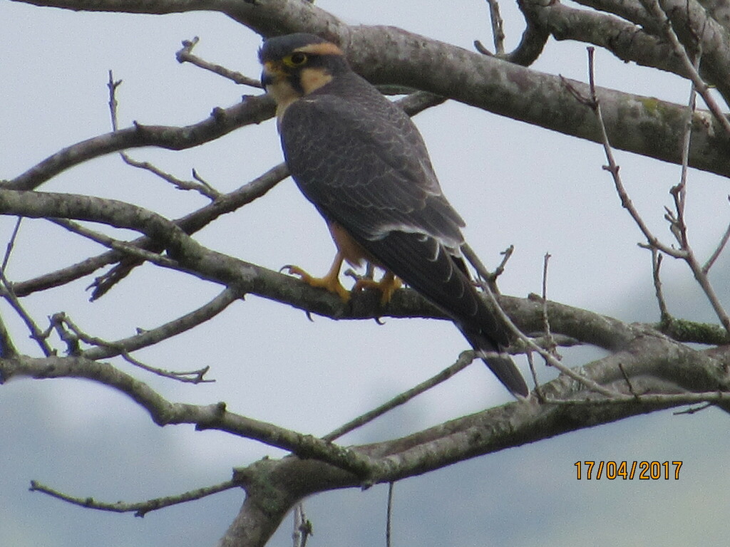 Aplomado Falcon from Nilópolis - RJ, Brasil on April 17, 2017 at 09:32 ...