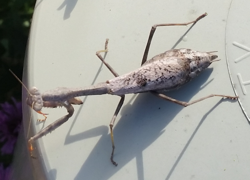Carolina Mantis in October 2015 by rowkey. Tossing this up here for now ...
