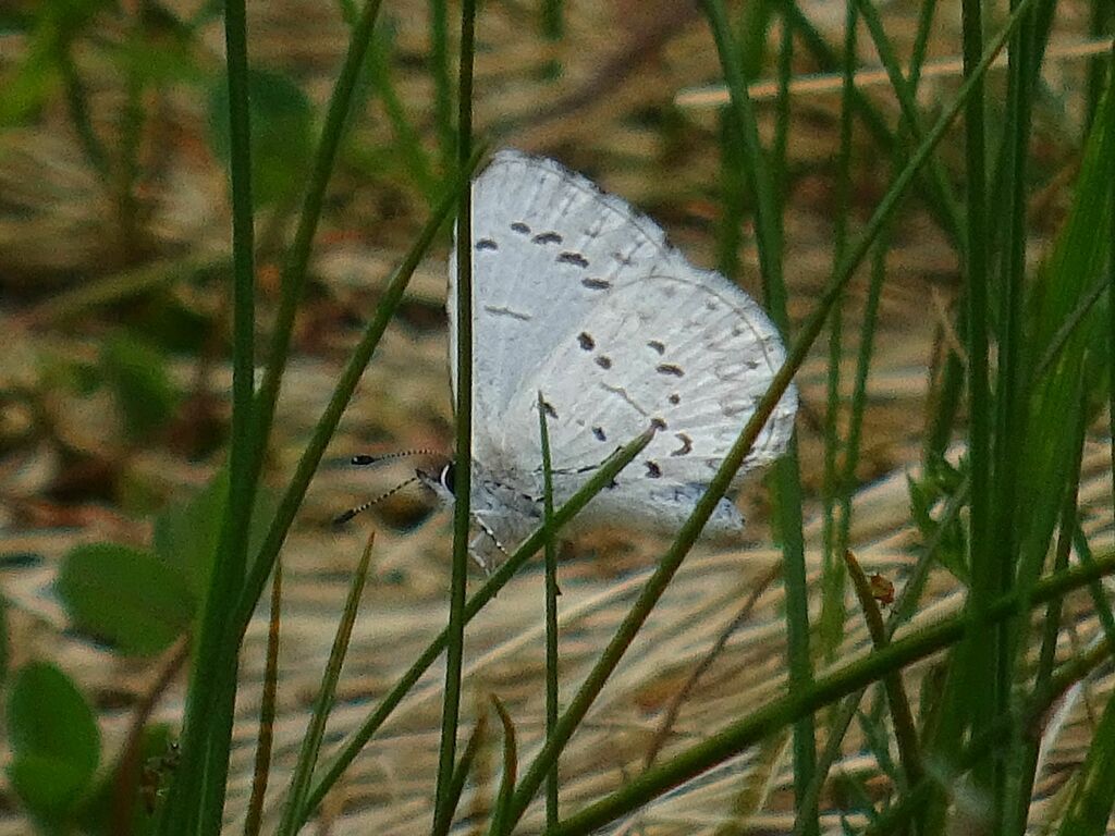 Northern Azure from rare Eco Centre, 768 Blair Road, Waterloo Regional ...