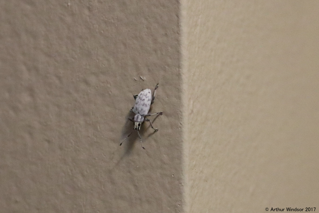 Sri Lanka Weevil from Previous Home, Greenacres, FL, USA on April 05 ...