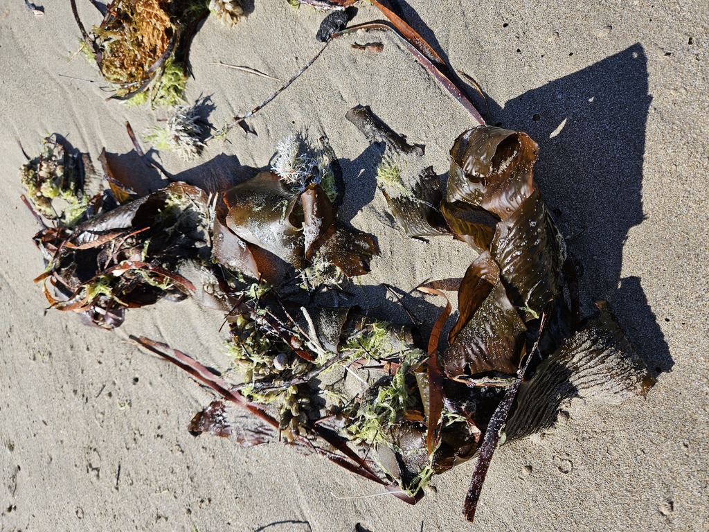 Common Kelp from Victor Harbor on May 8, 2024 at 01:12 PM by David ...