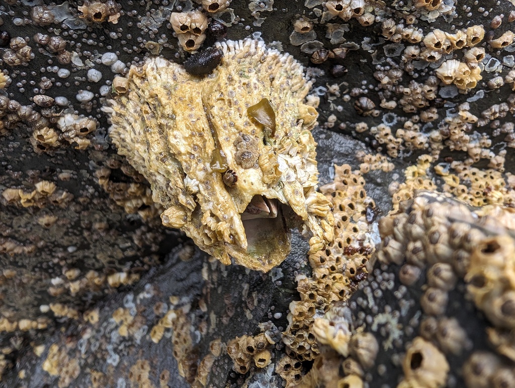 Thatched Barnacle from Chugach, AK, USA on May 8, 2024 at 09:36 AM by ...
