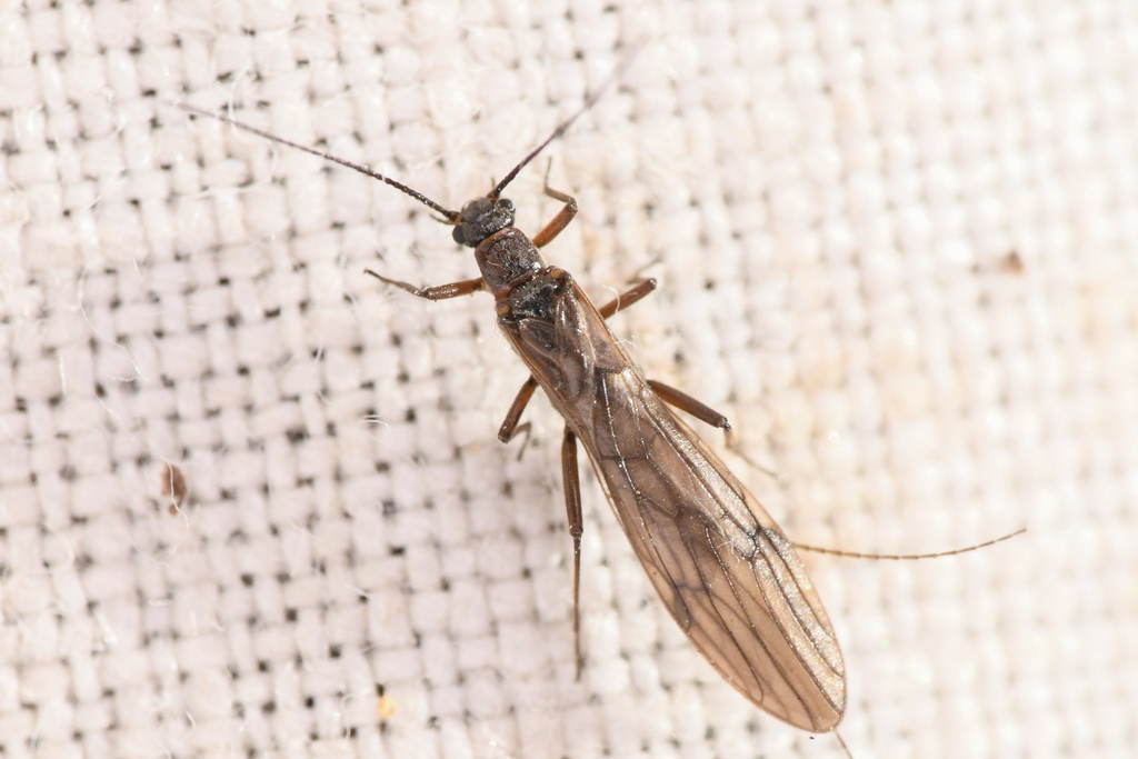 Small Winter Stoneflies from Lake County, CA, USA on May 9, 2024 at 05: ...