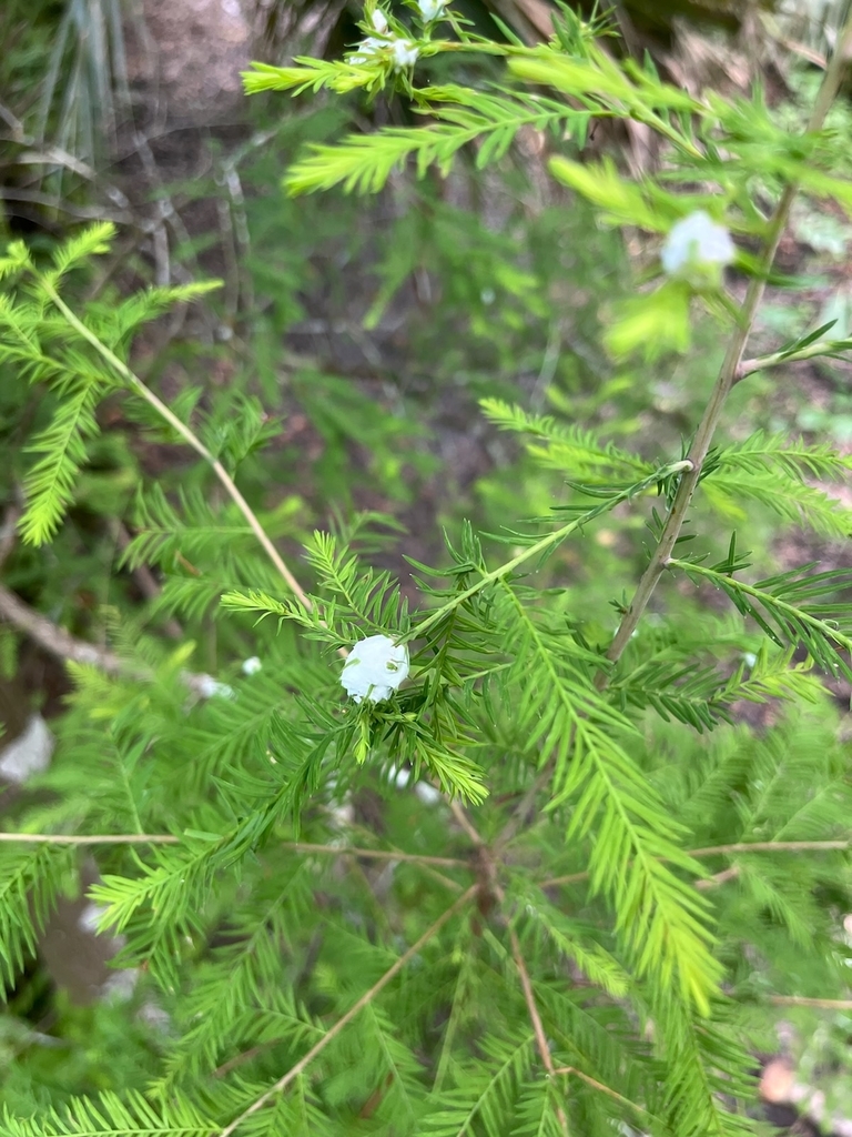 Cypress Twig Gall Midge from Tampa, FL 33610, USA on May 6, 2024 by ...