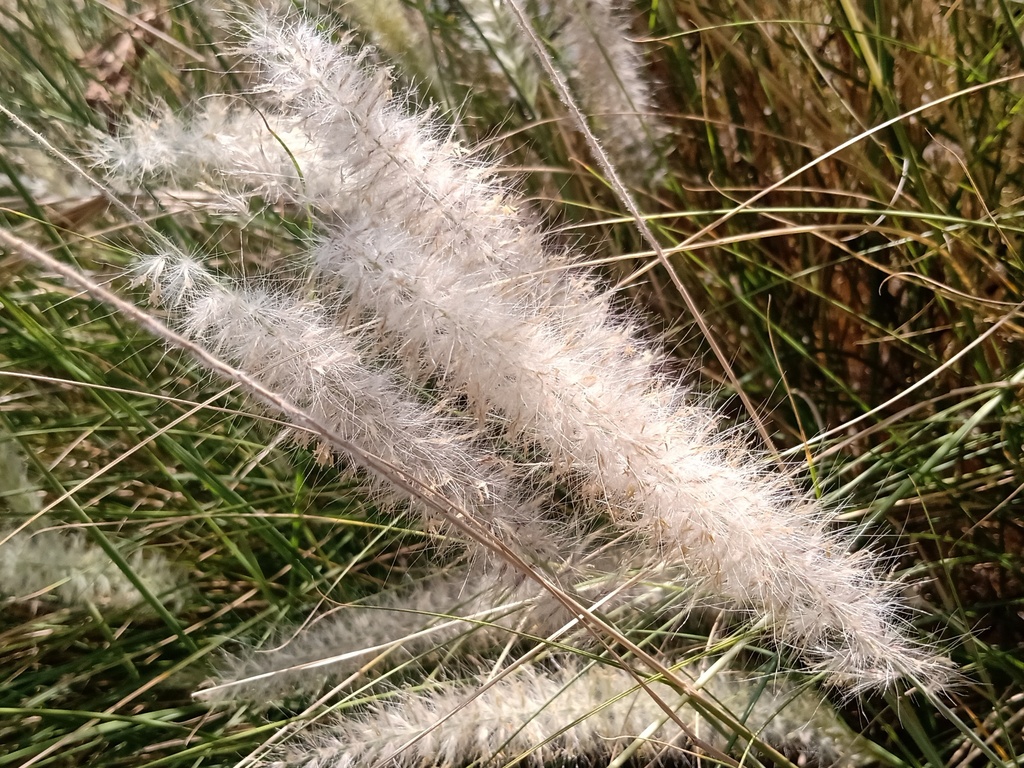 Zacate africano desde Fraccionamiento Real Universidad, Morelia, Mich ...