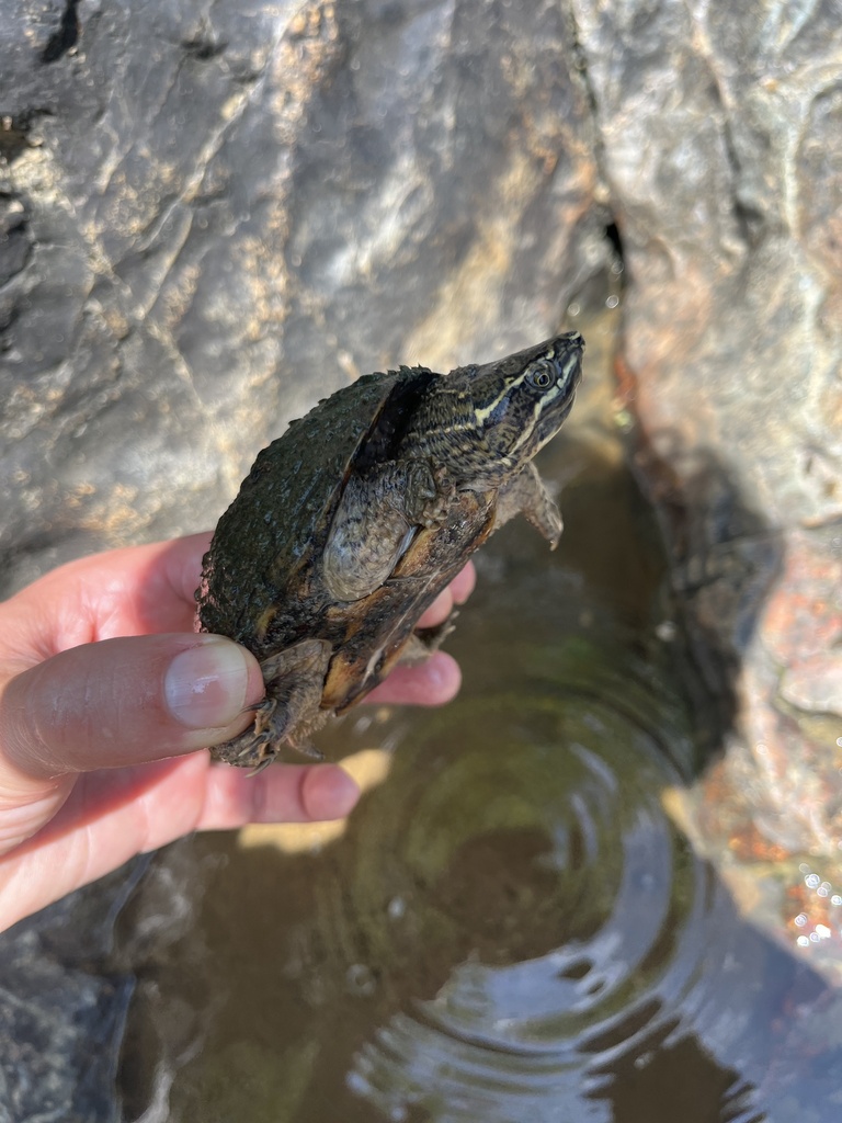 Eastern Musk Turtle in May 2024 by Robby Deans · iNaturalist