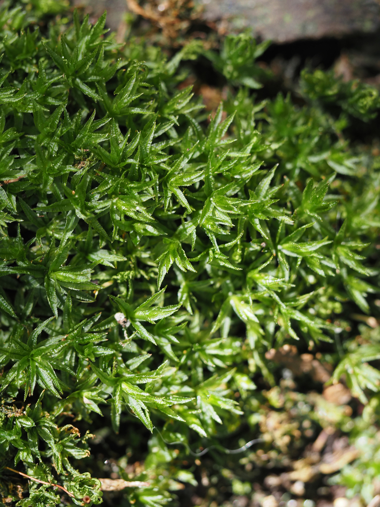 Catherine's moss from Shoreline Park, Port Moody, BC, Canada on May 09 ...