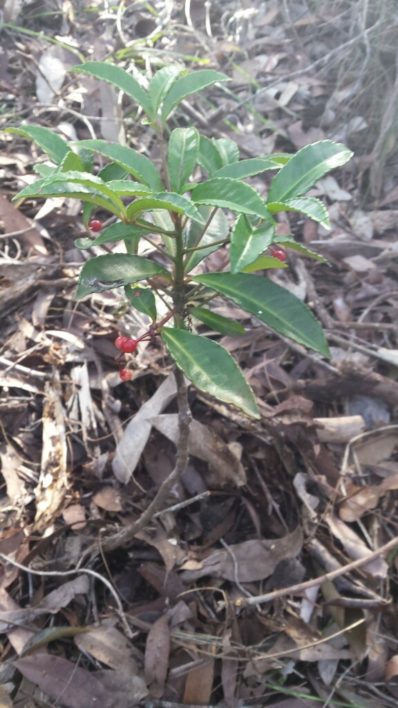 marlberry in June 2016 by PeterCopping · iNaturalist
