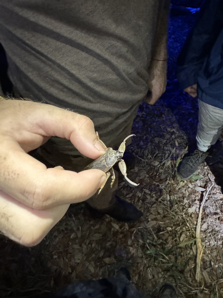 Uhler's Giant Water Bug from Hawthorne, FL, US on May 9, 2024 at 09:54 ...