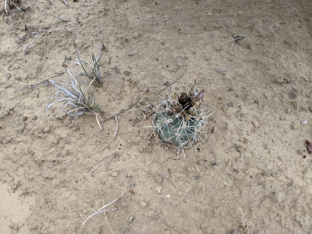 Colorado hookless cactus in May 2024 by Scott F Smith · iNaturalist