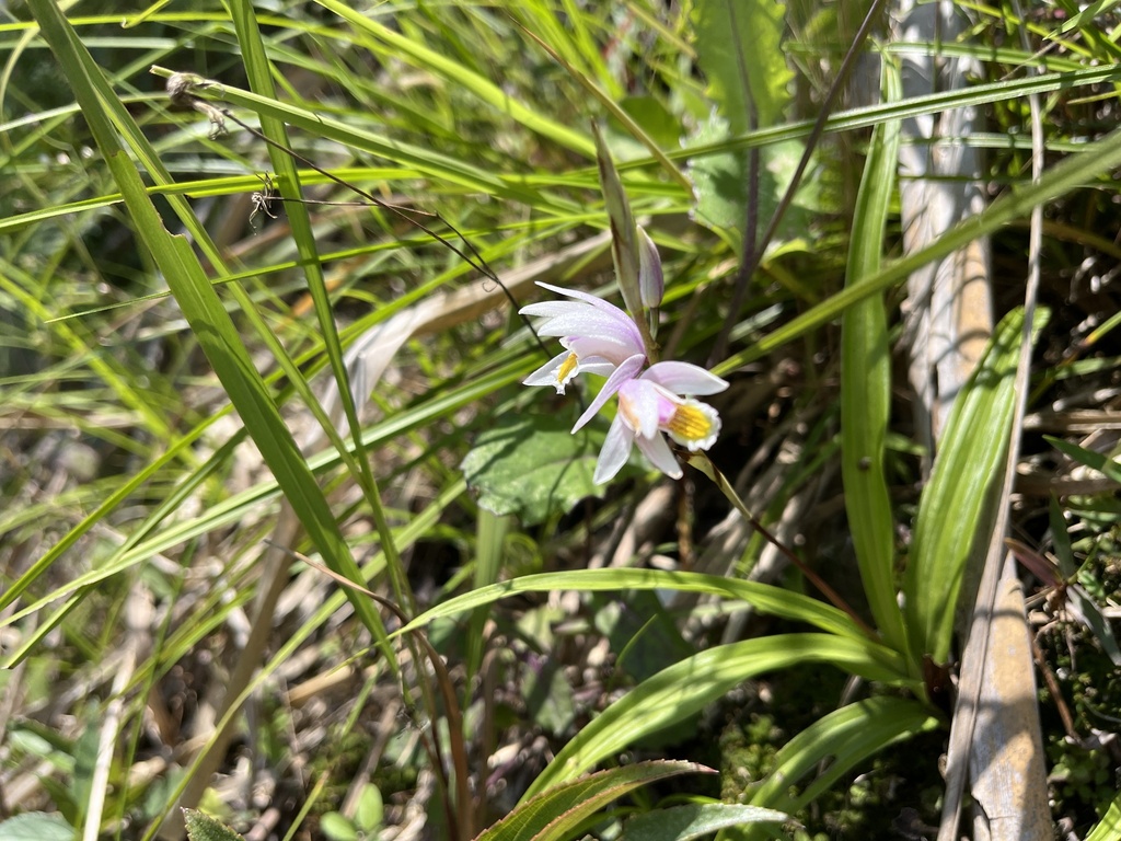 Bletilla formosana from 臺灣島, 文山區, TPE, TW on May 10, 2024 at 11:11 AM ...