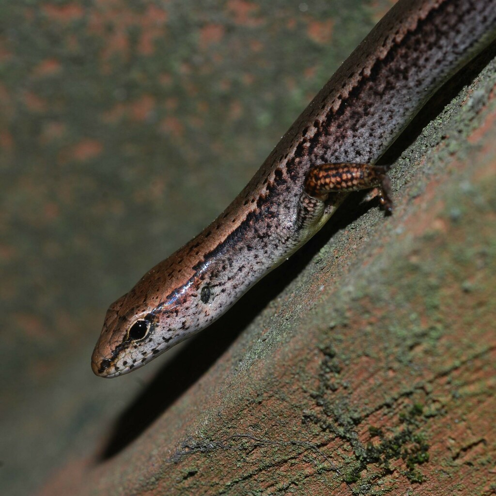 Tsushima Ground Skink from Yeoncheon, Gyeonggi-do, South Korea on April ...