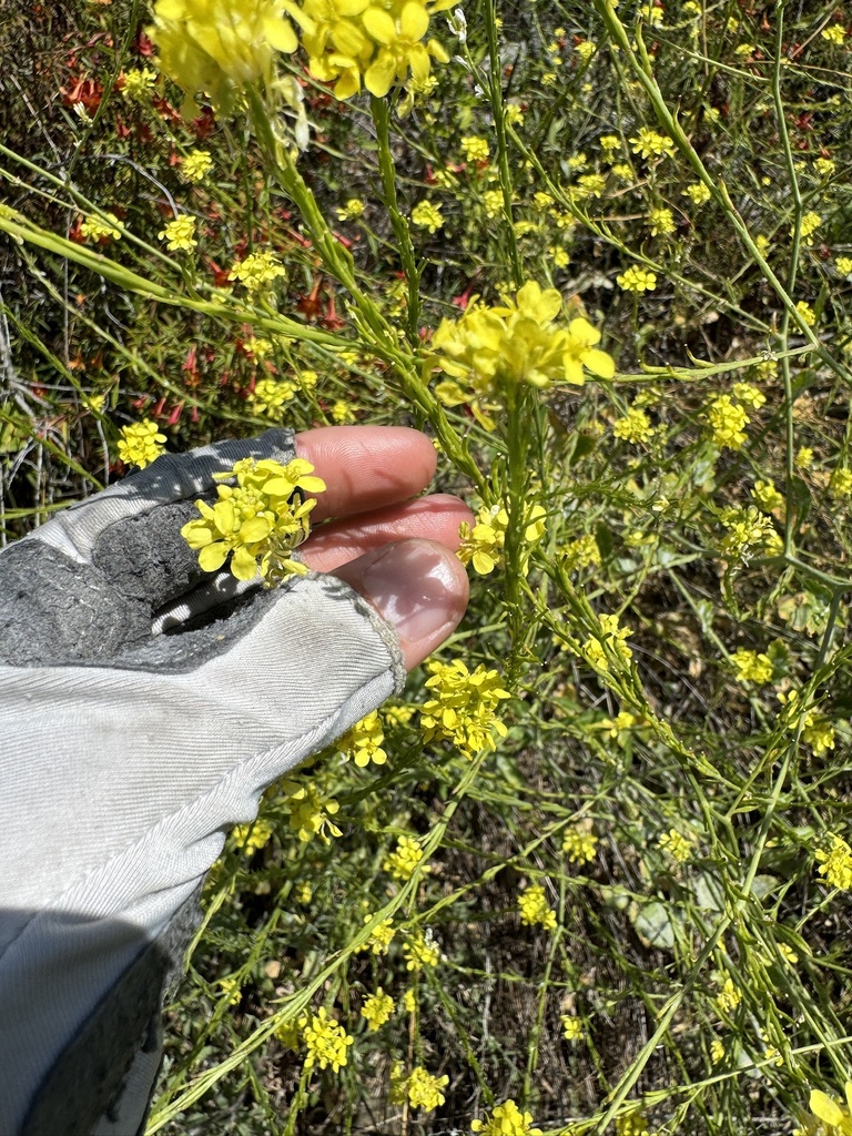 Shortpod Mustard from Del Cerro, San Diego, CA 92120, USA on May 9 ...