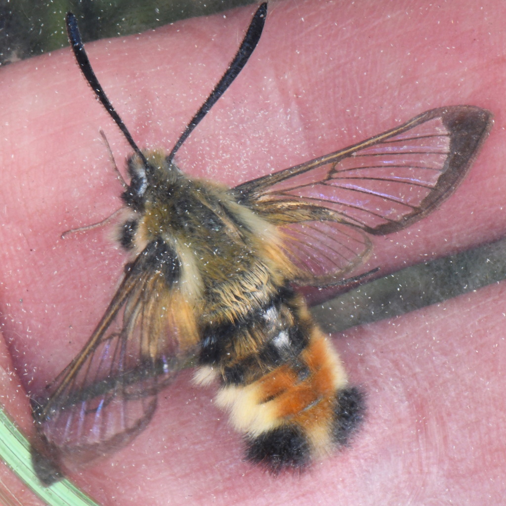 Narrow-bordered Bee Hawkmoth from Le Barroux, France on May 4, 2024 at ...
