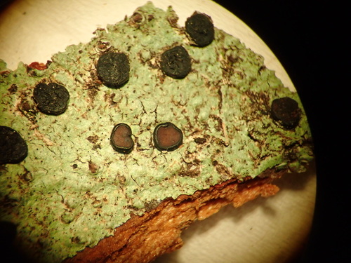 Genus Austroblastenia · iNaturalist