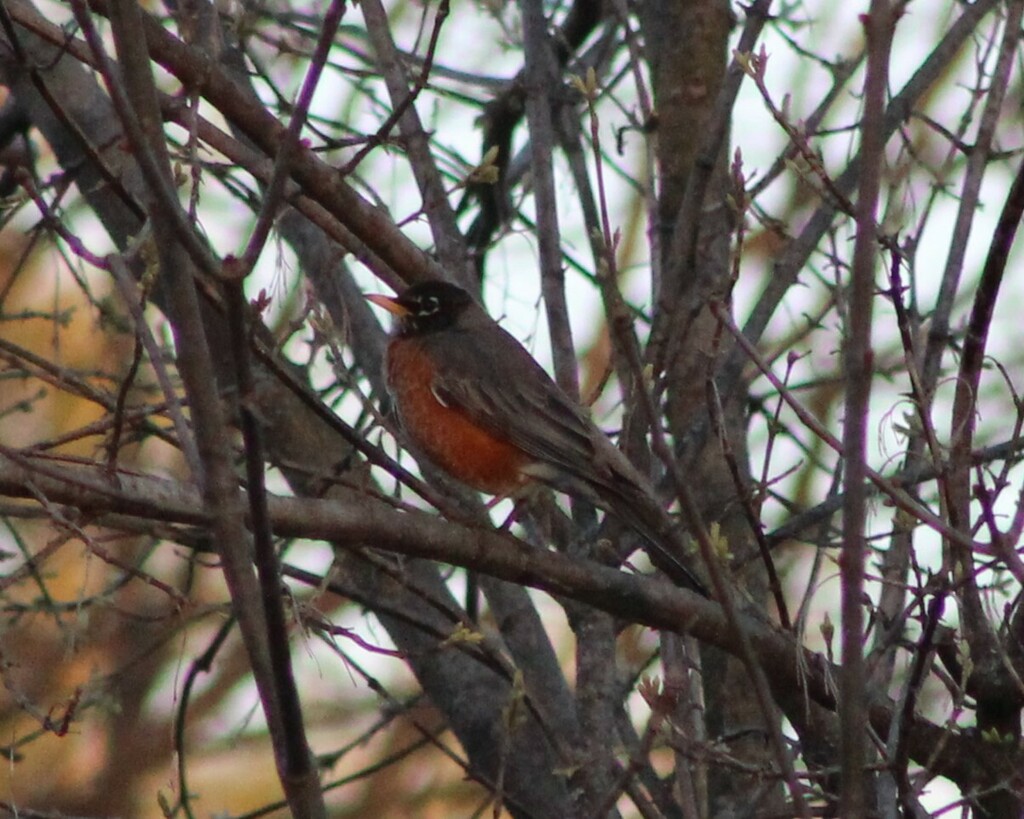 American Robin from Chester-Chester Depot, Chester, VT 05143, USA on ...