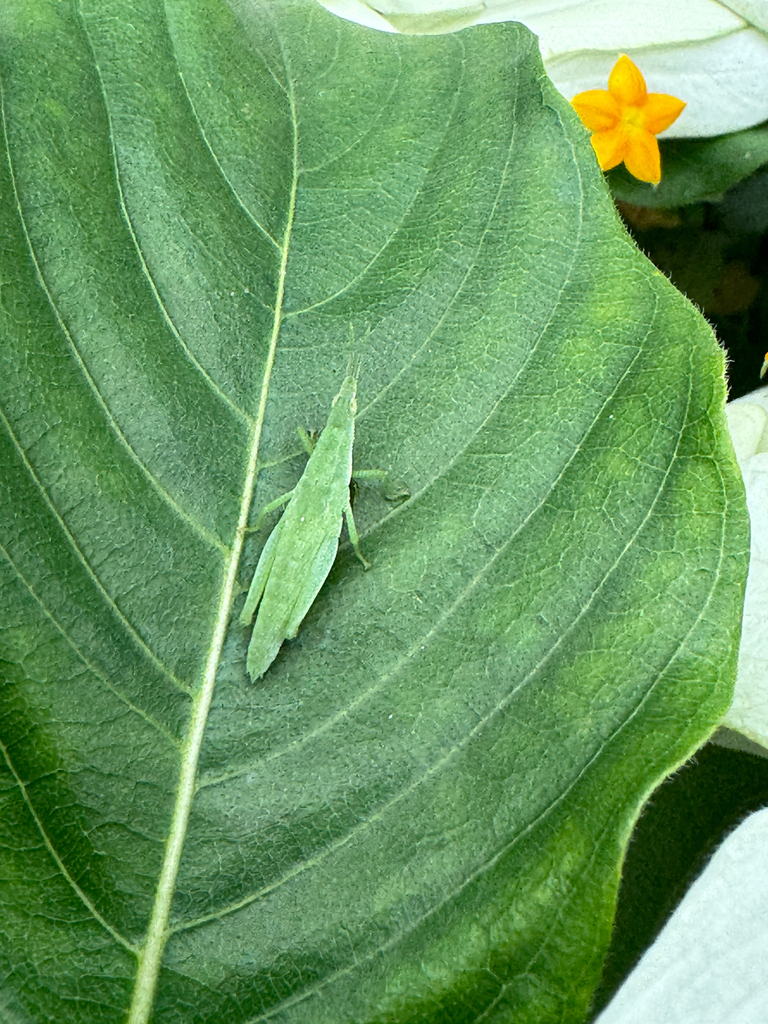 Atractomorpha lata from Kwai Chung on May 10, 2024 at 11:29 AM by ...